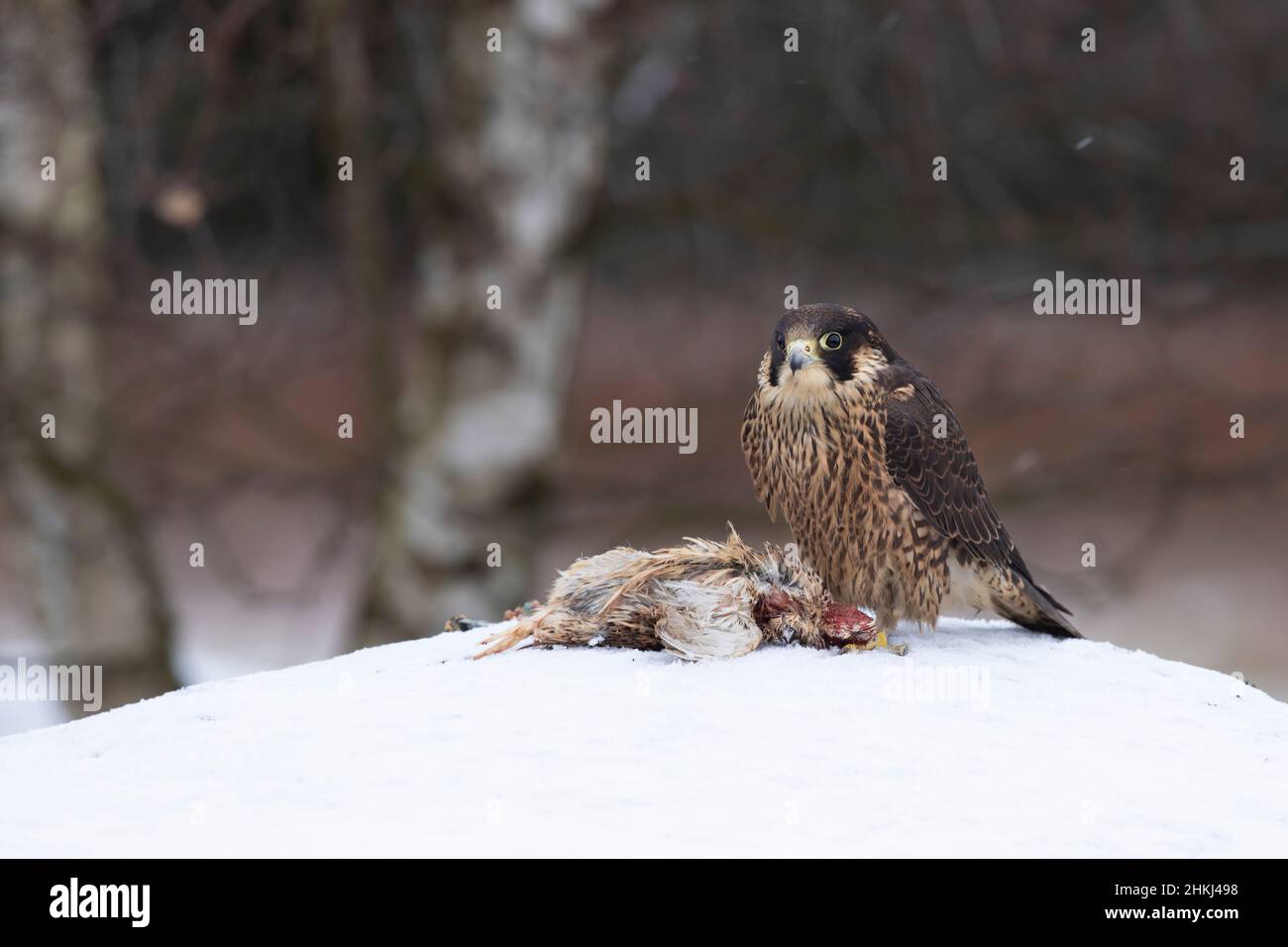 Peregrine falcon with catch quail. Beautiful bird of prey Peregrine ...