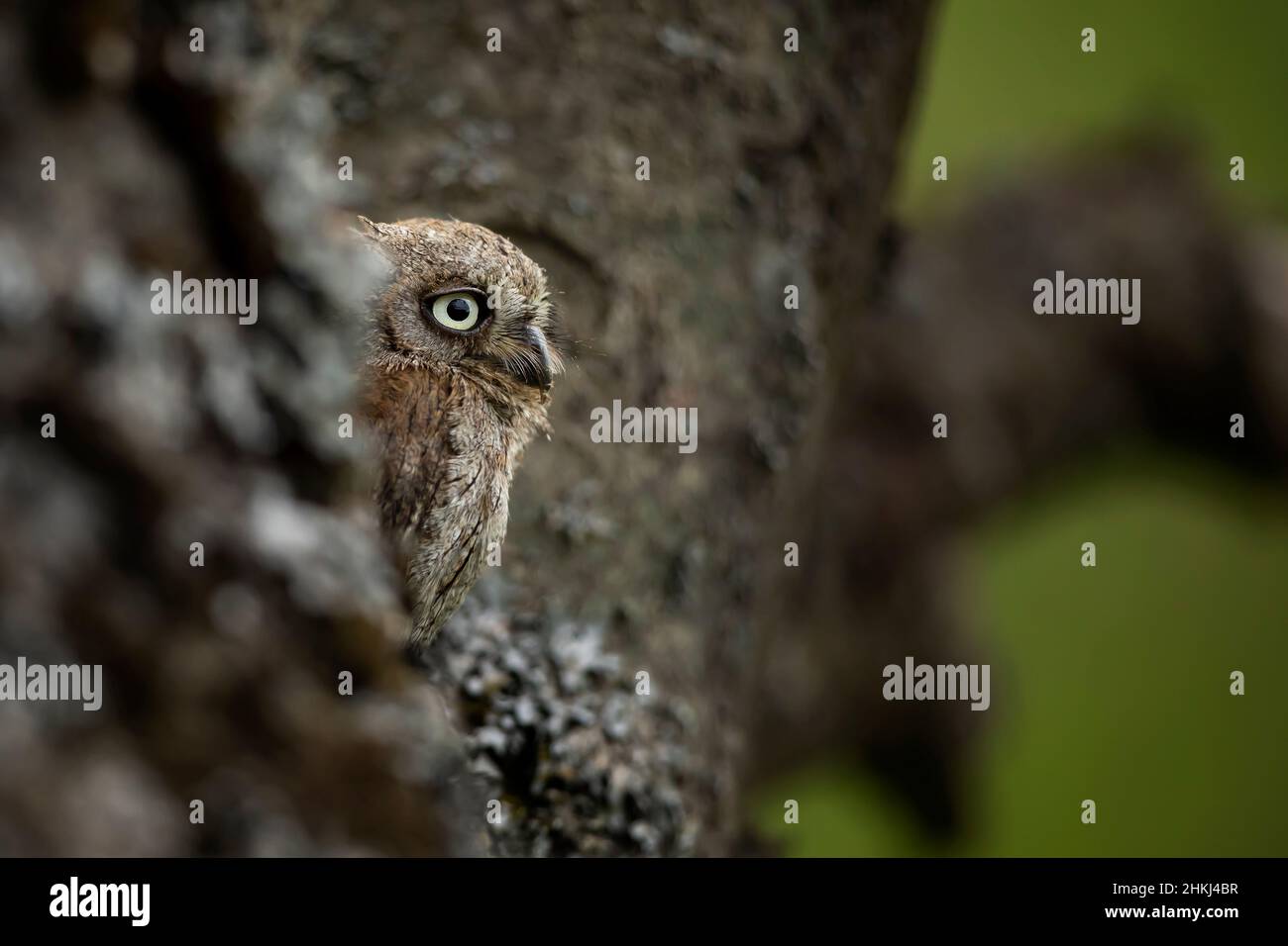 Common Scops Owl, Otus scops, little owl in the nature habitat, sitting ...