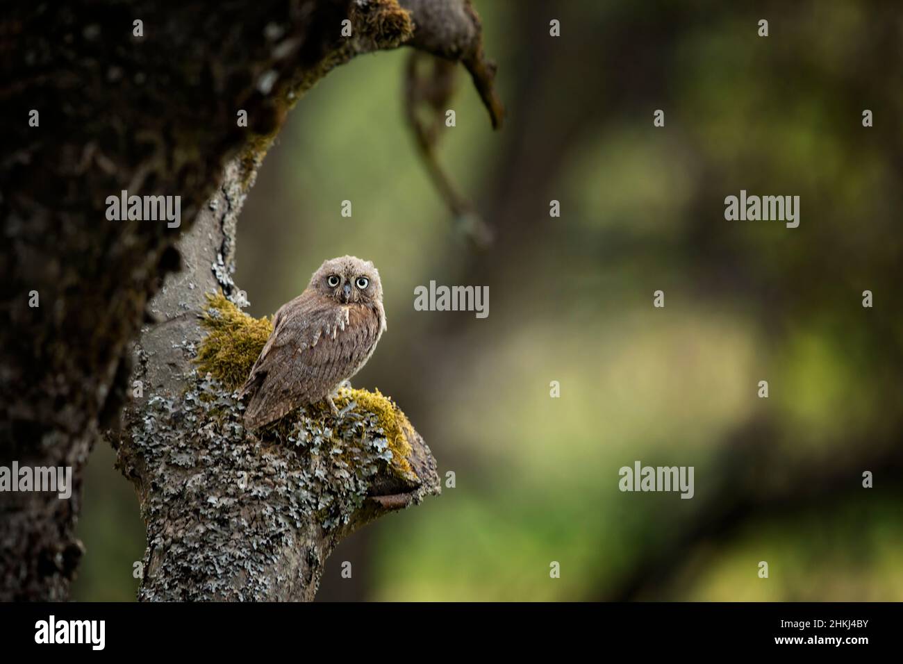 Common Scops Owl, Otus scops, little owl in the nature habitat, sitting ...