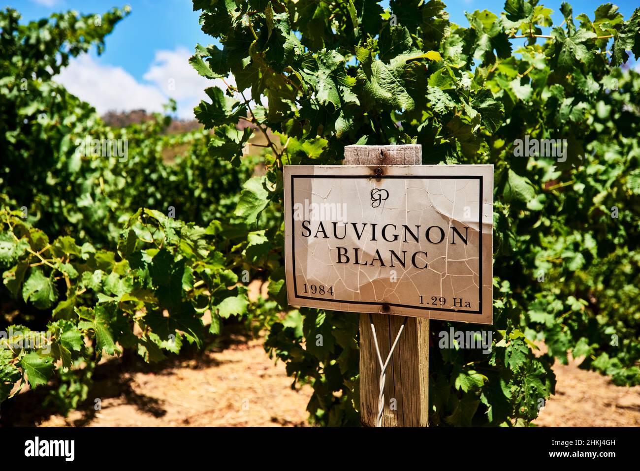 Sauvignon blanc grape hi-res stock photography and images - Alamy