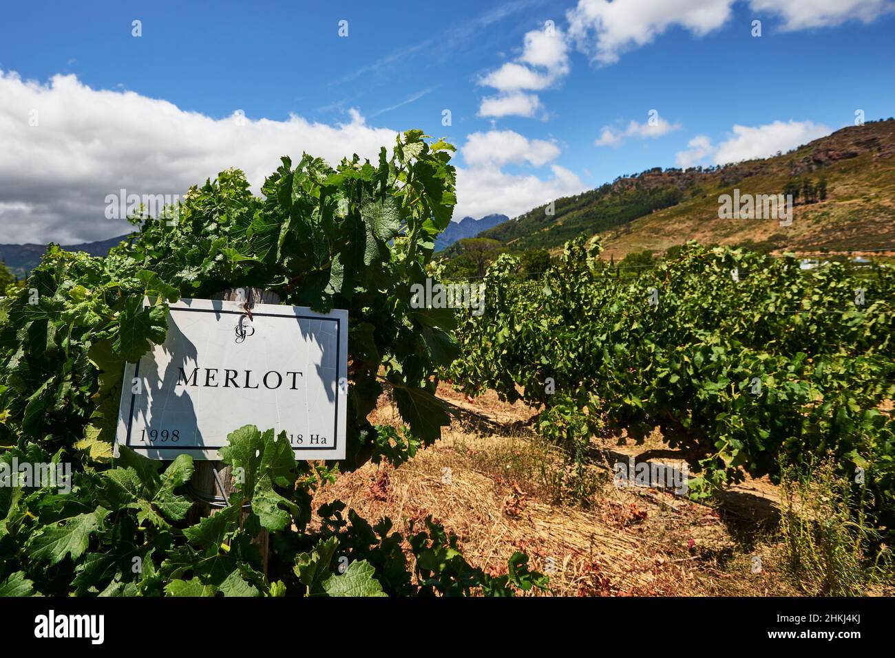 Merlot Vineyard Block Stock Photo - Alamy