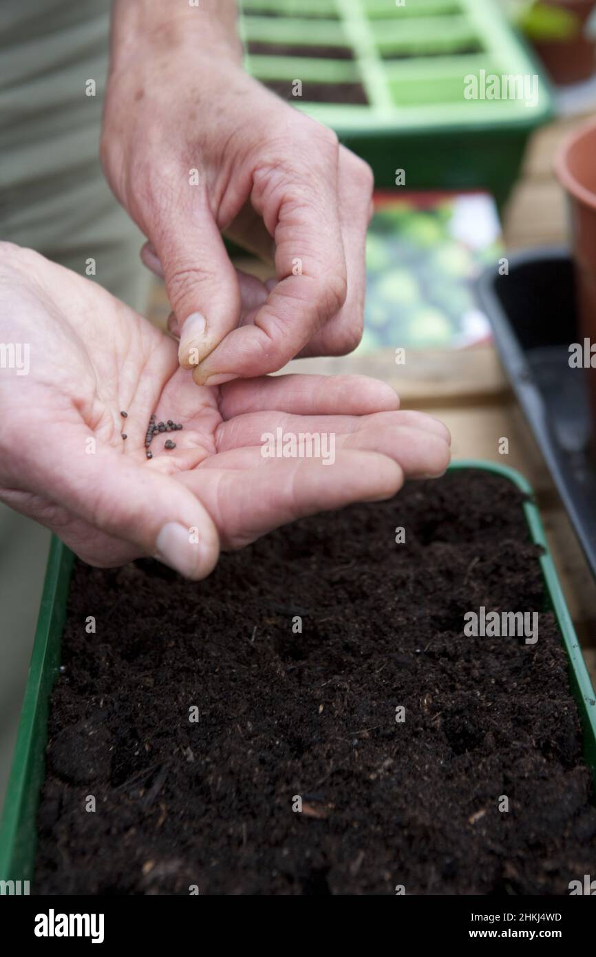 Planting seeds into seed tray filled with compost Stock Photo - Alamy