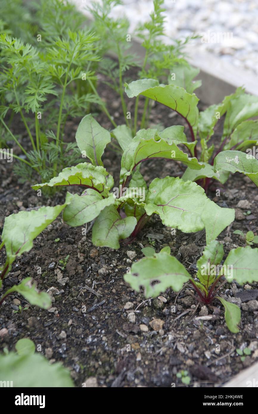 Beetroot (Beta vulgaris) growing in vegetable bed Stock Photo - Alamy