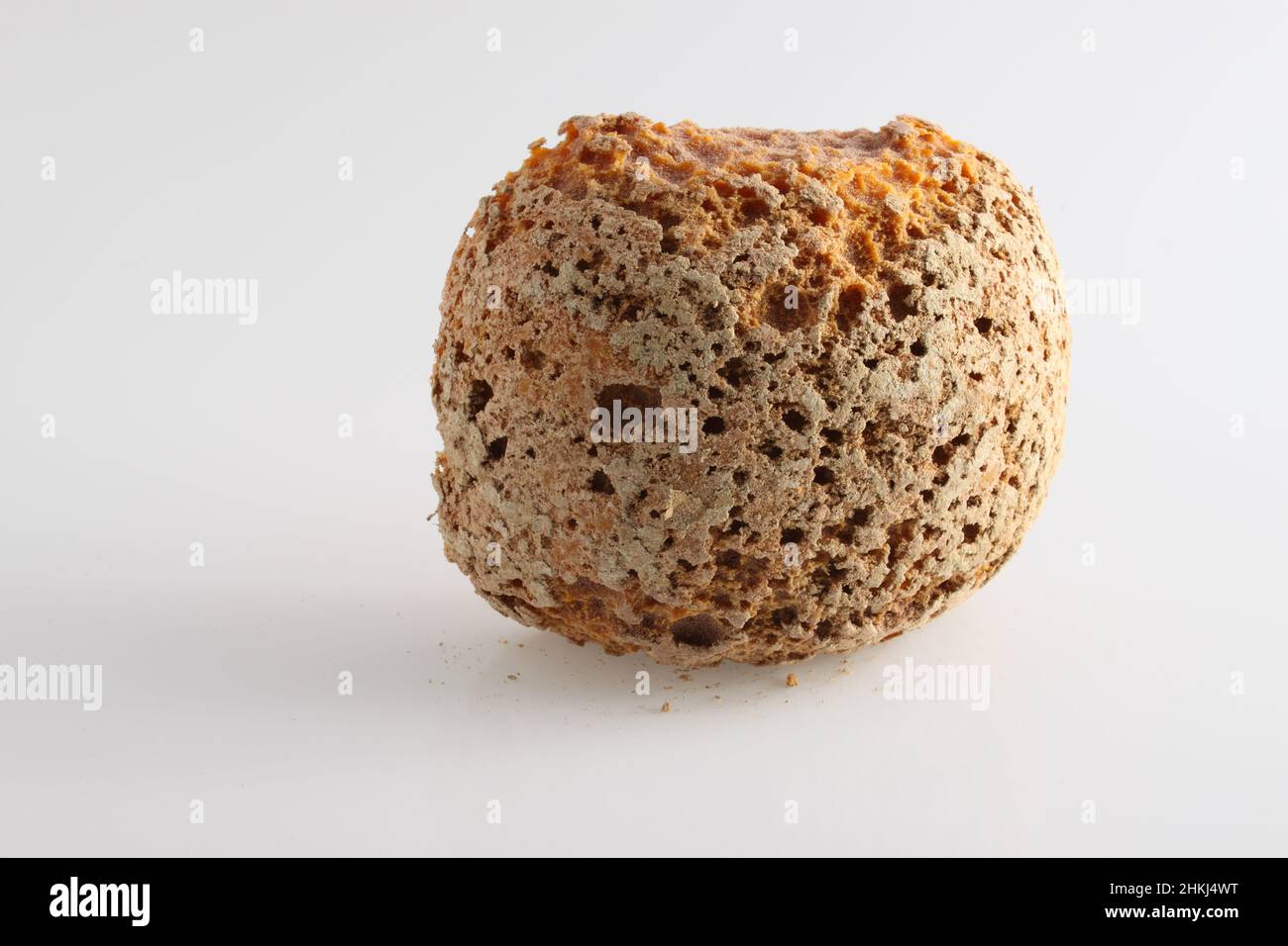 Brittle rind of French Mimolette cow's milk cheese Stock Photo - Alamy