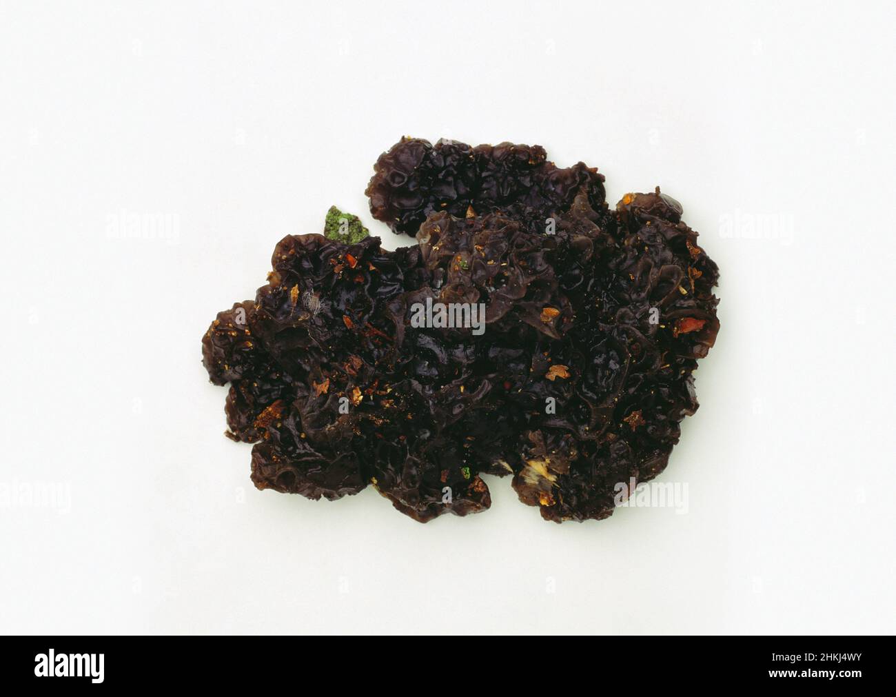 Black brain fungus Stock Photo - Alamy
