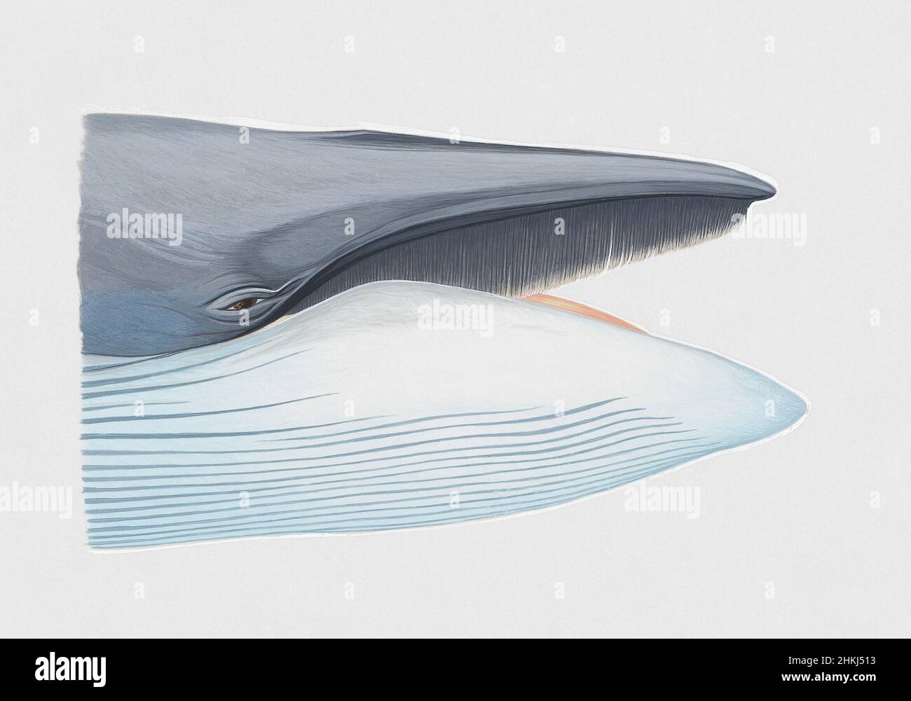 Head of sei whale with mouth open, illustration Stock Photo - Alamy