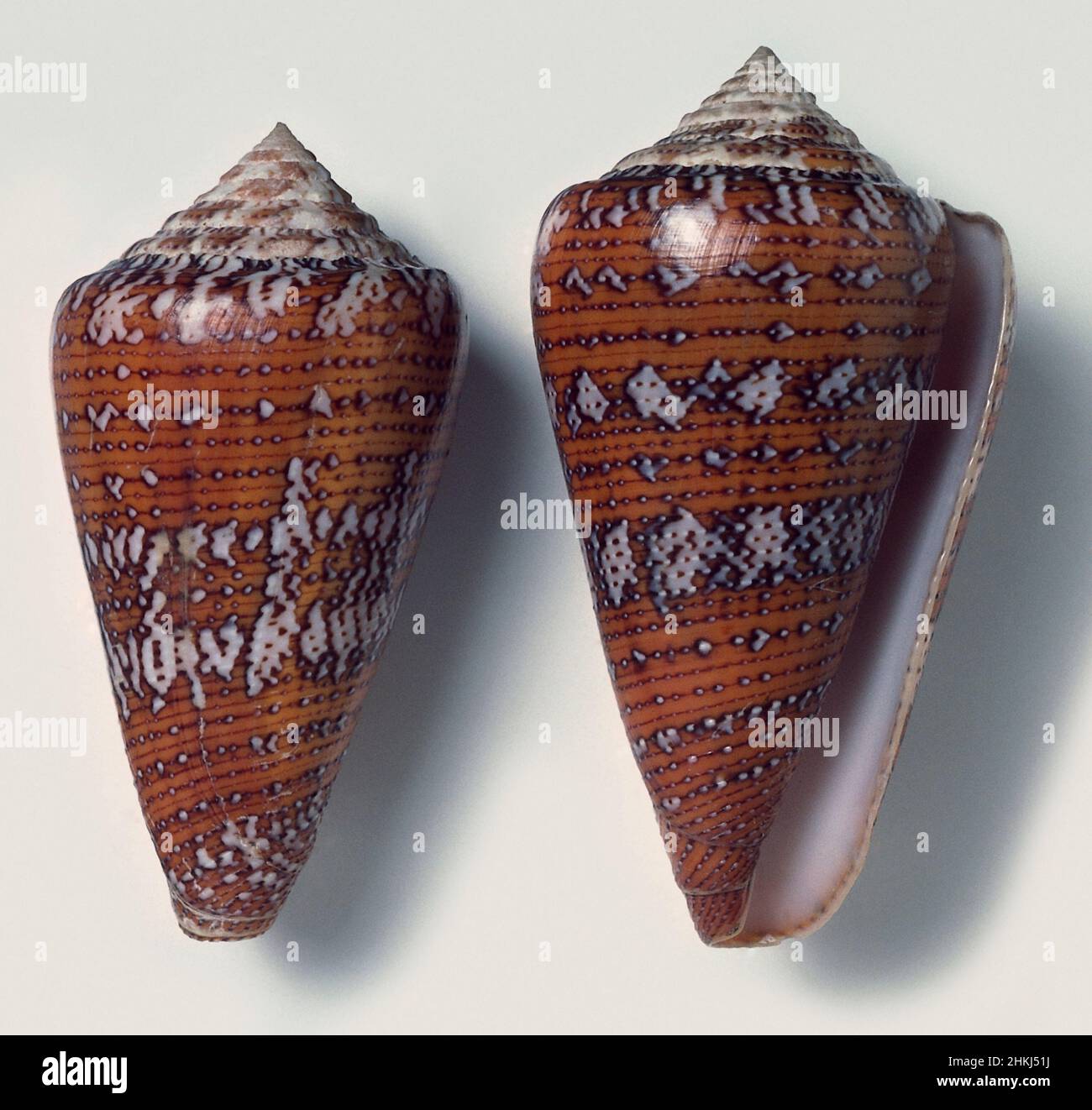 Matchless cone shells Stock Photo - Alamy