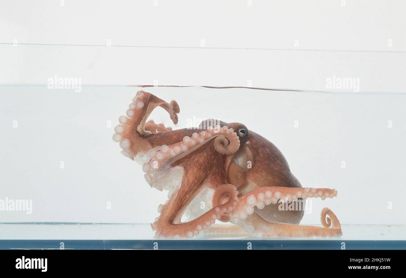 Octopus resting in a pool of water Stock Photo - Alamy