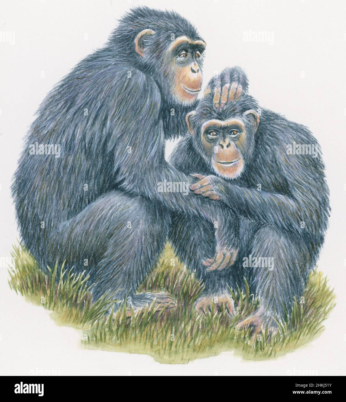Chimpanzees grooming fur and picking off fleas, illustration Stock ...