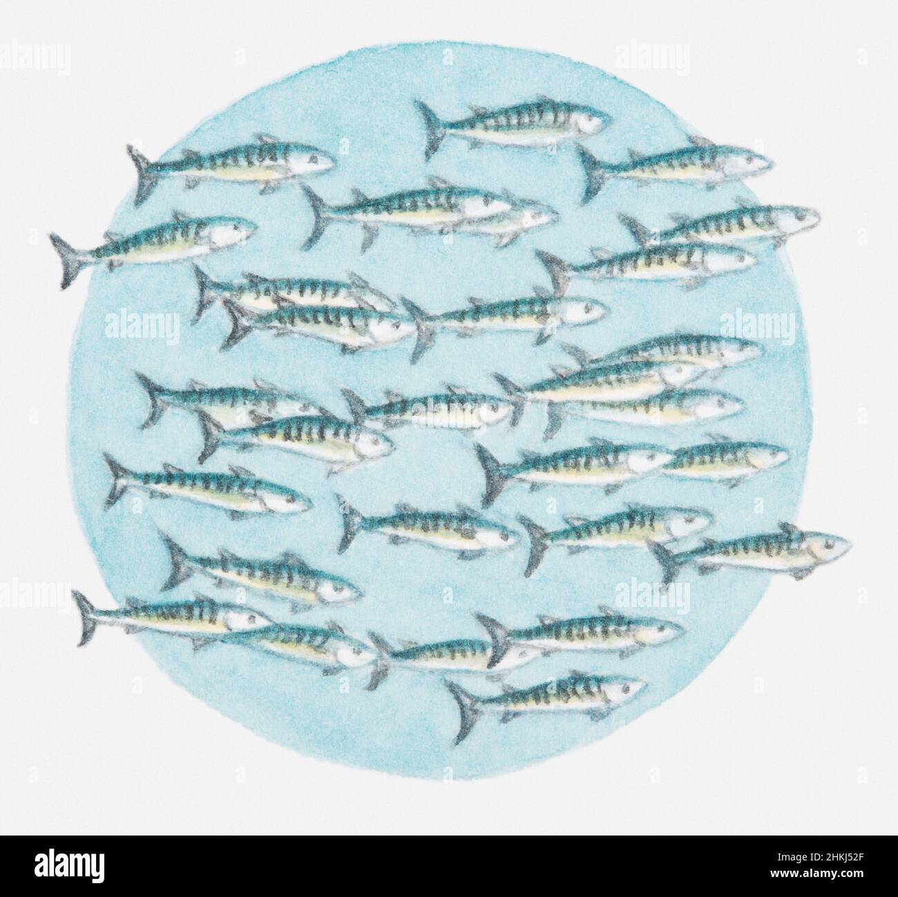 Shoal of mackerel, illustration Stock Photo - Alamy
