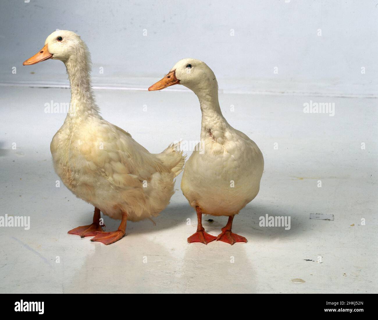 Two white ducks standing Stock Photo - Alamy