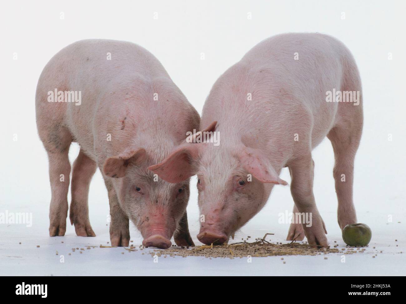Two pigs standing together eating feed off the floor Stock Photo - Alamy