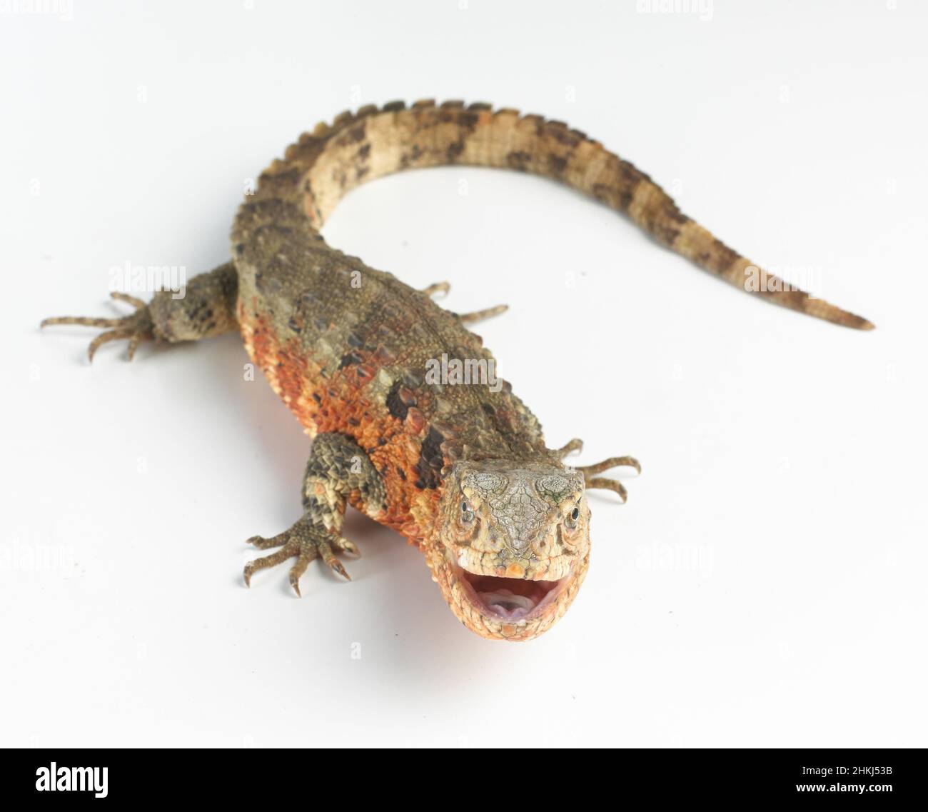 Chinese crocodile lizard Stock Photo - Alamy