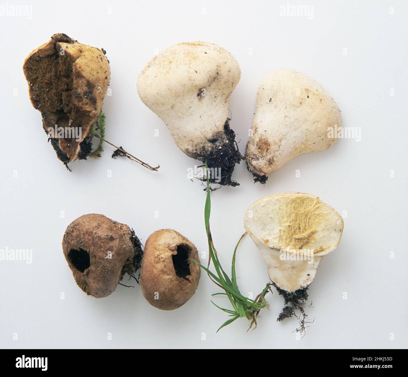 Meadow puffball (Vascellum pratense Stock Photo - Alamy