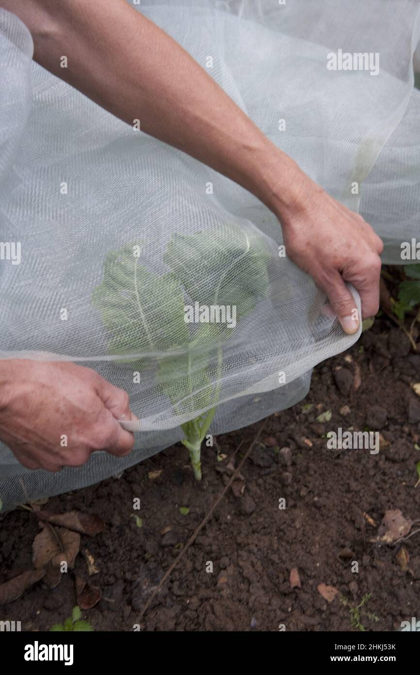 Covering garden crop with insect protection netting Stock Photo - Alamy