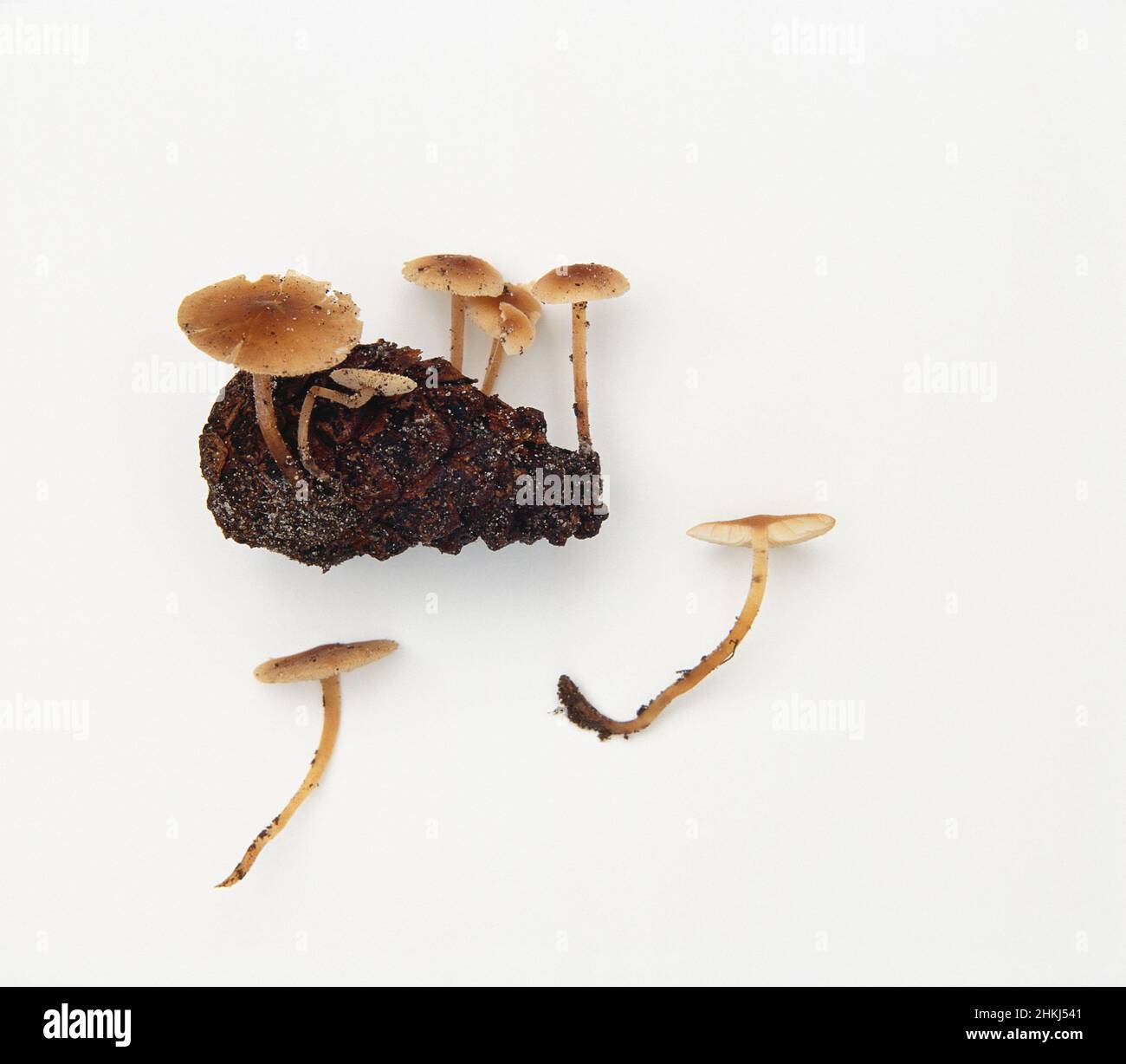 Section view of cone-cap mushroom (Baeospora myosura Stock Photo - Alamy