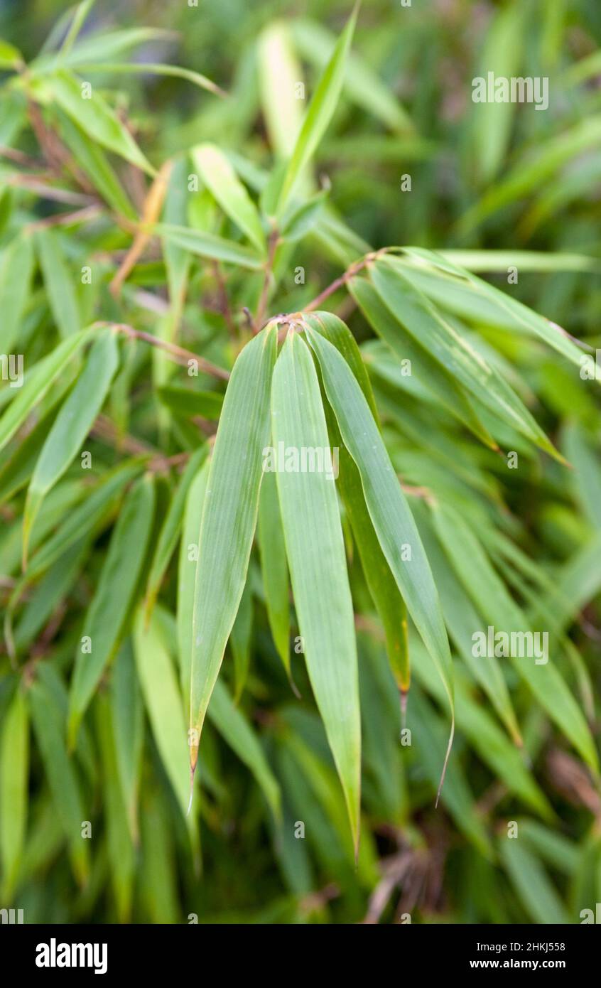 Leaves of the leafy bamboo clump (Fargesia rufa Stock Photo - Alamy