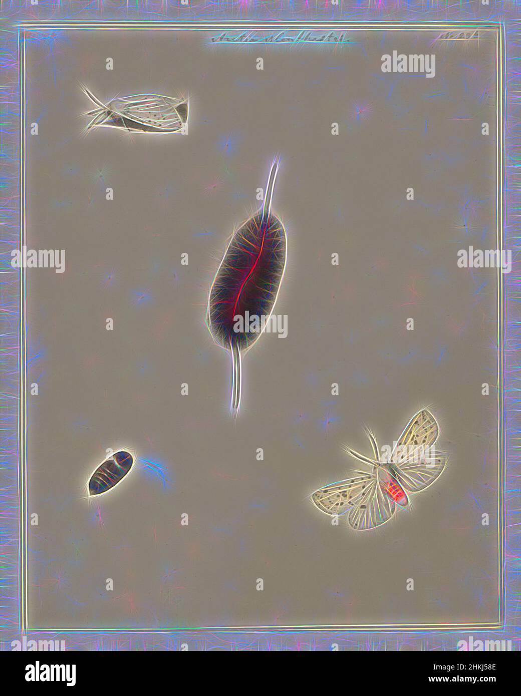 Moth wings hi-res stock photography and images - Alamy