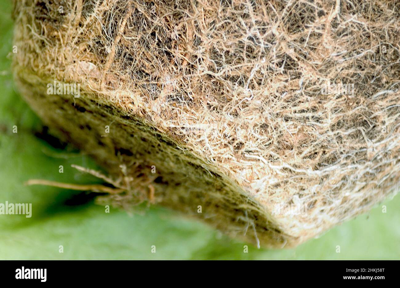Congested root ball of unpotted bamboo plant Stock Photo - Alamy