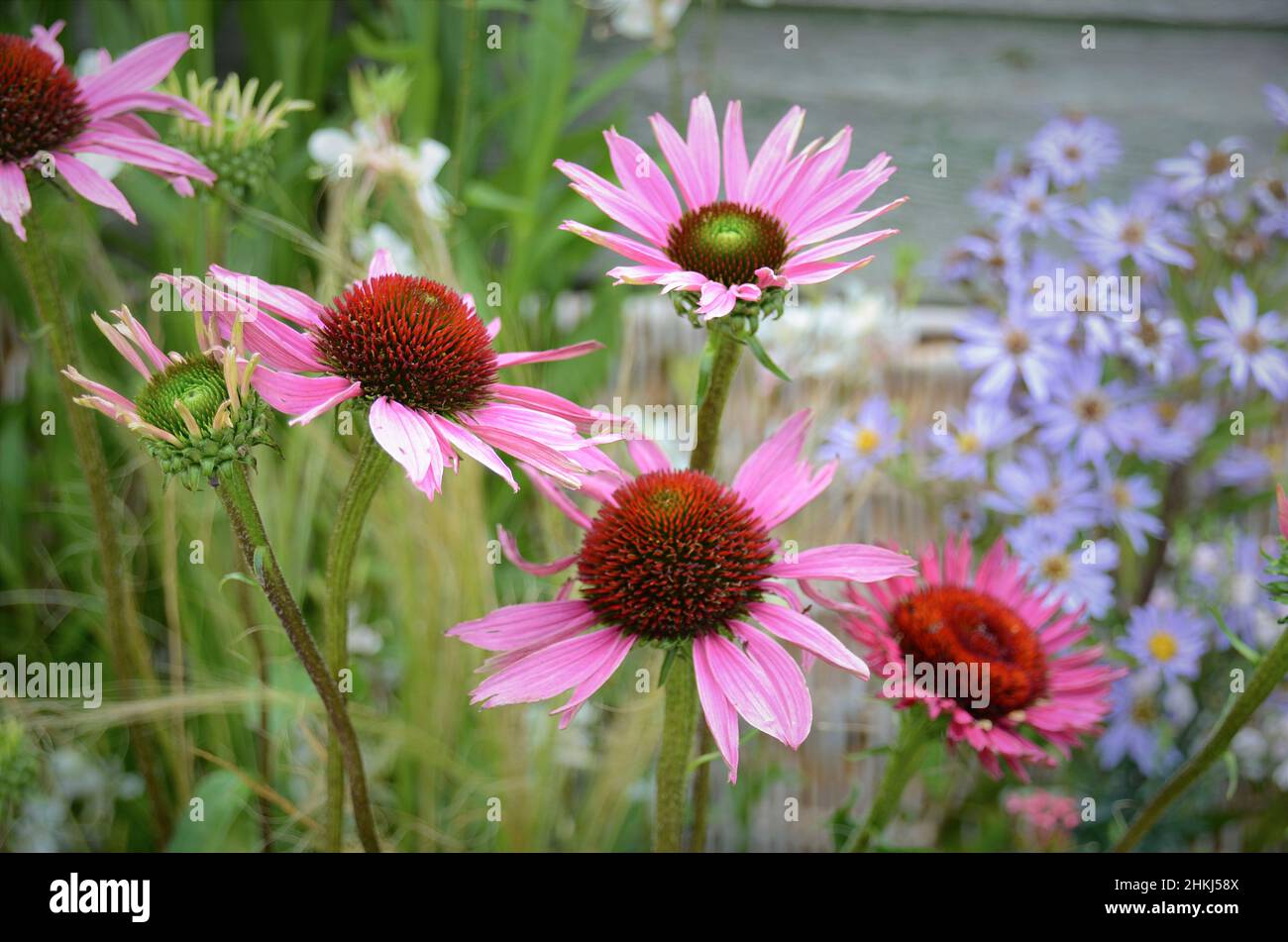 Echinacea purpurea 'Ruby Giant' Stock Photo - Alamy
