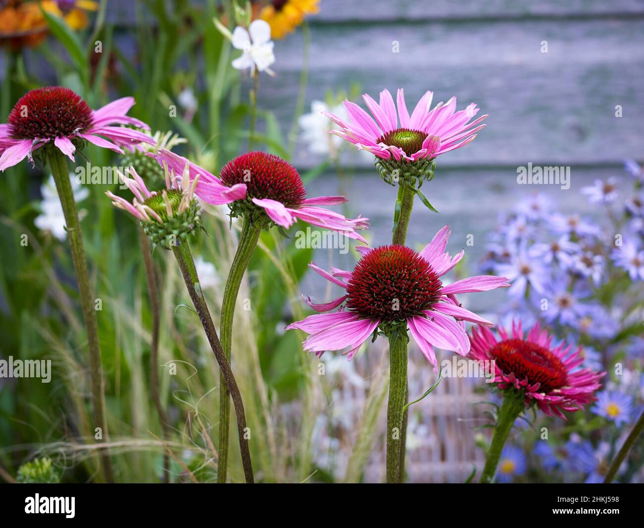 Echinacea purpurea 'Ruby Giant' Stock Photo - Alamy