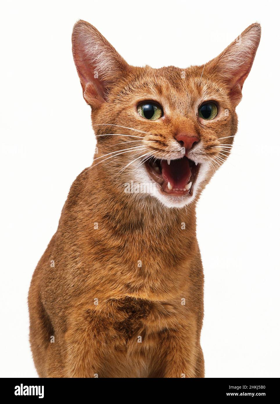 Sorrel Abyssinian cat's head with mouth open Stock Photo - Alamy