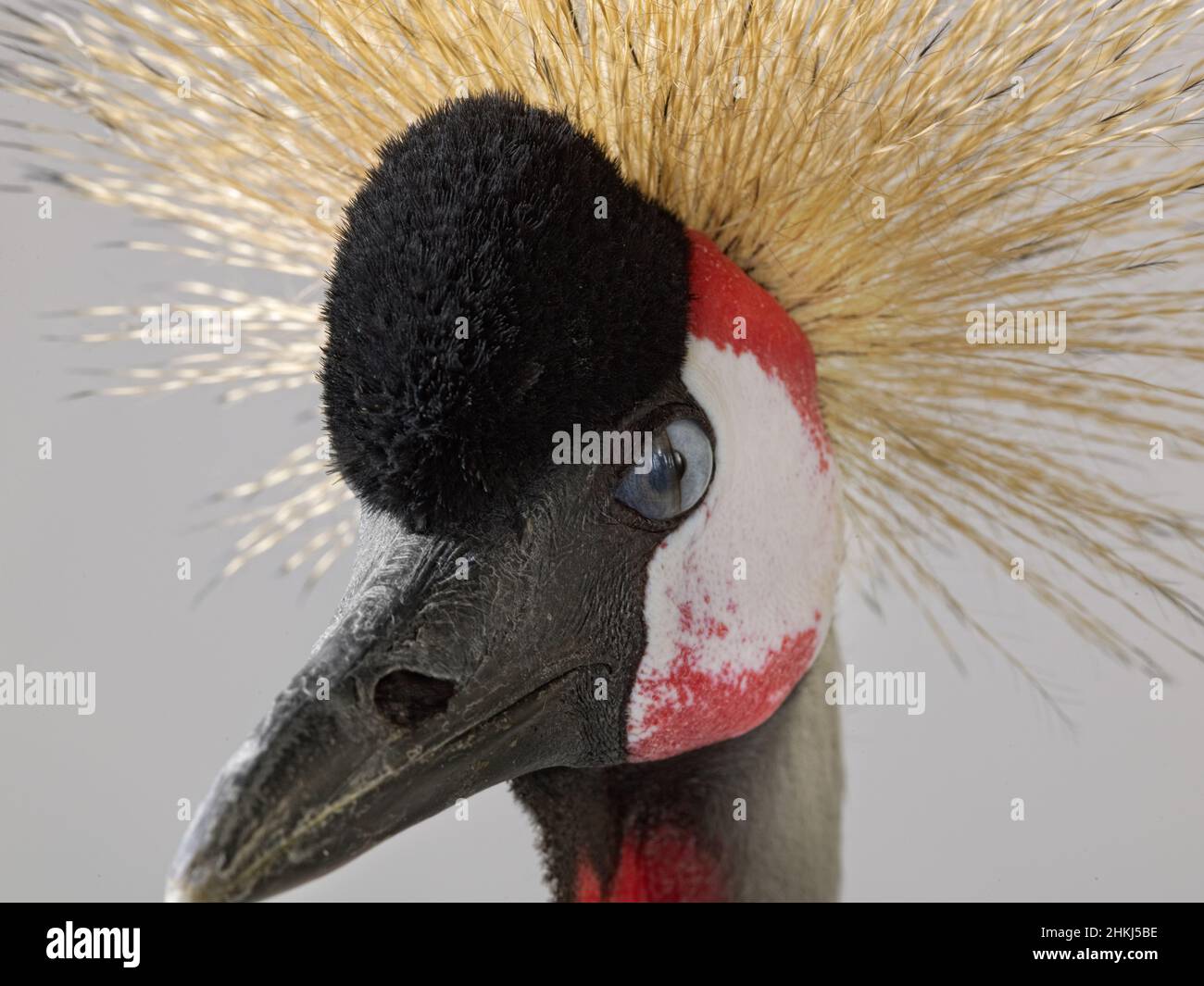 Grey crowned crane head in profile Stock Photo - Alamy