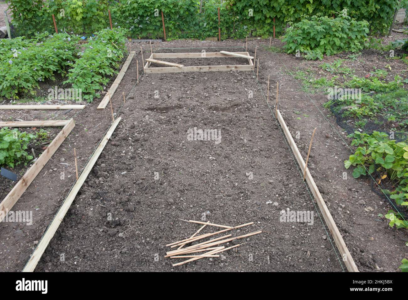 Laying out area for raised wooden beds on allotment plot Stock Photo ...