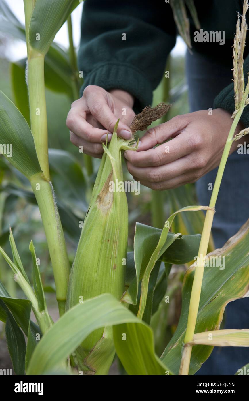 Harvesting sweetcorn 'Northern Extra Sweet' Stock Photo - Alamy