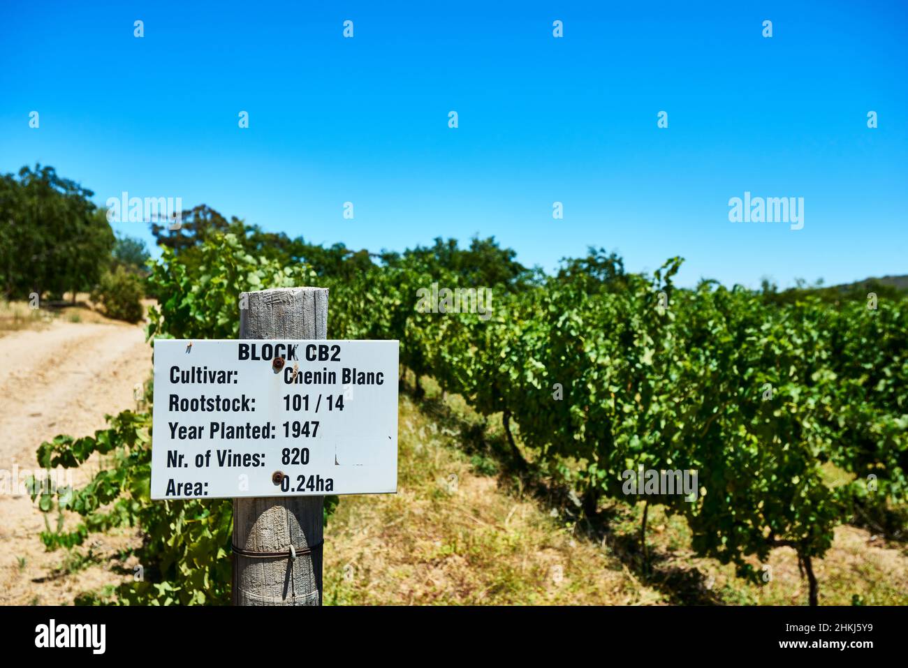 Chenin Blanc Vineyard, South Africa Stock Photo - Alamy