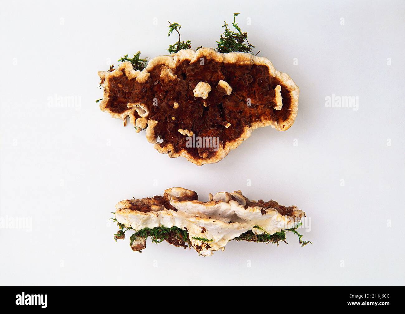 Conifer base polypore (Heterobasidion annosum Stock Photo - Alamy
