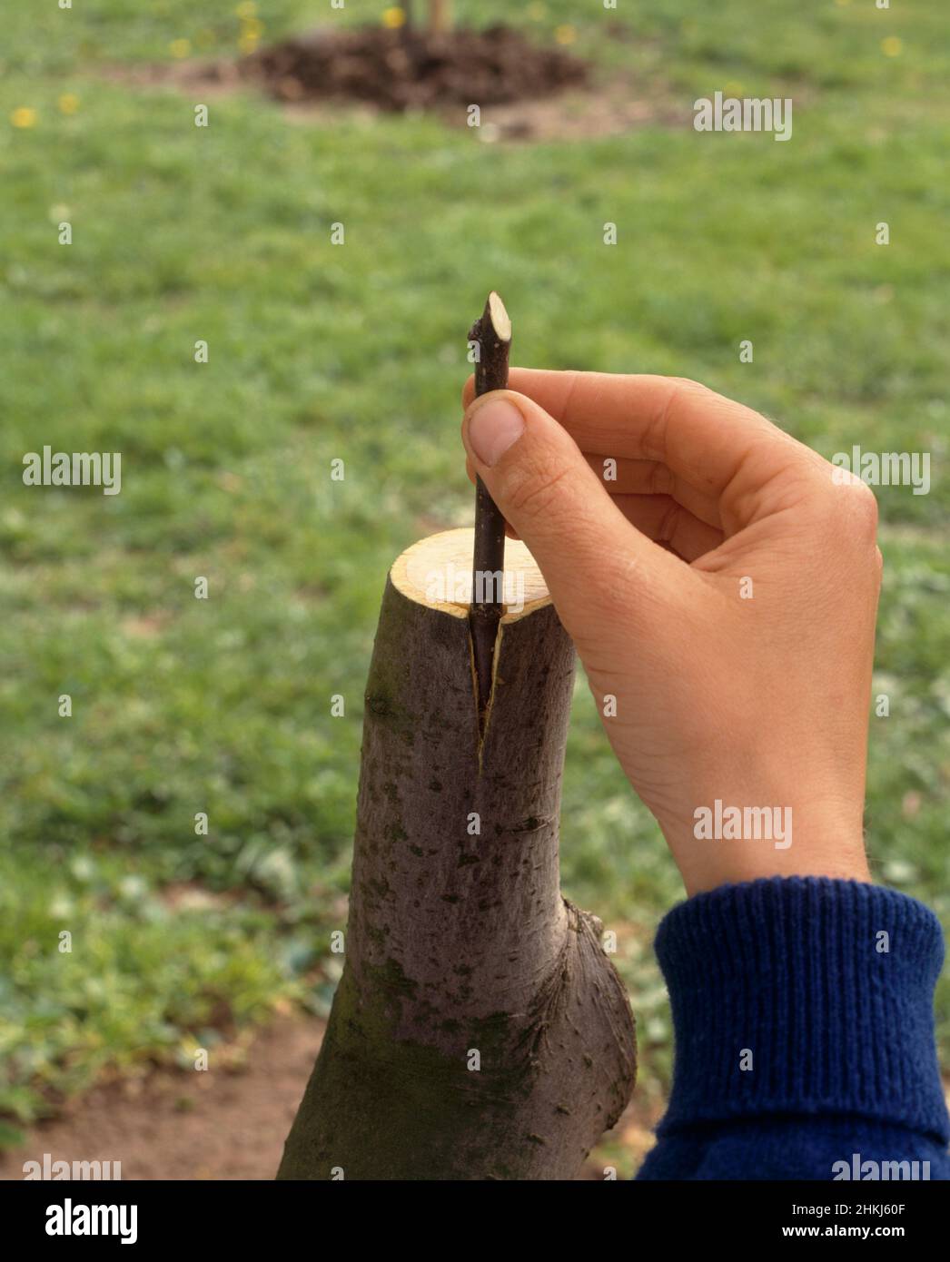 Inserting scion into bark with tapering cut facing inwards Stock Photo ...