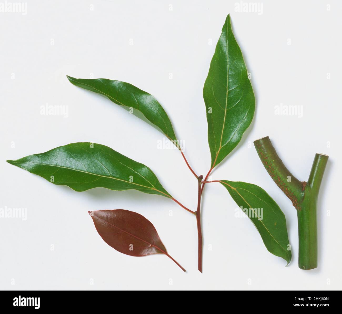 Camphor tree (Cinnamomum camphora) leaves and branch section Stock ...