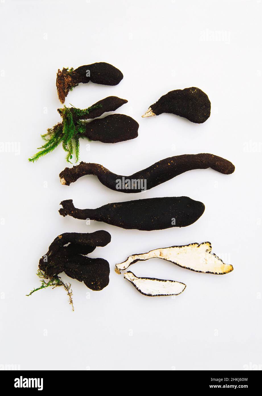 Dead man's fingers fungus (Xylaria polymorphia Stock Photo - Alamy