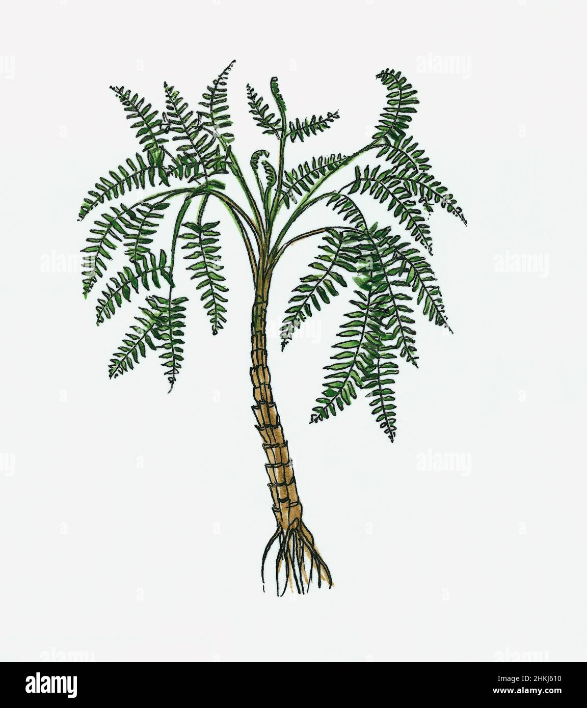 Medullosa seed fern prehistoric tree, illustration Stock Photo - Alamy