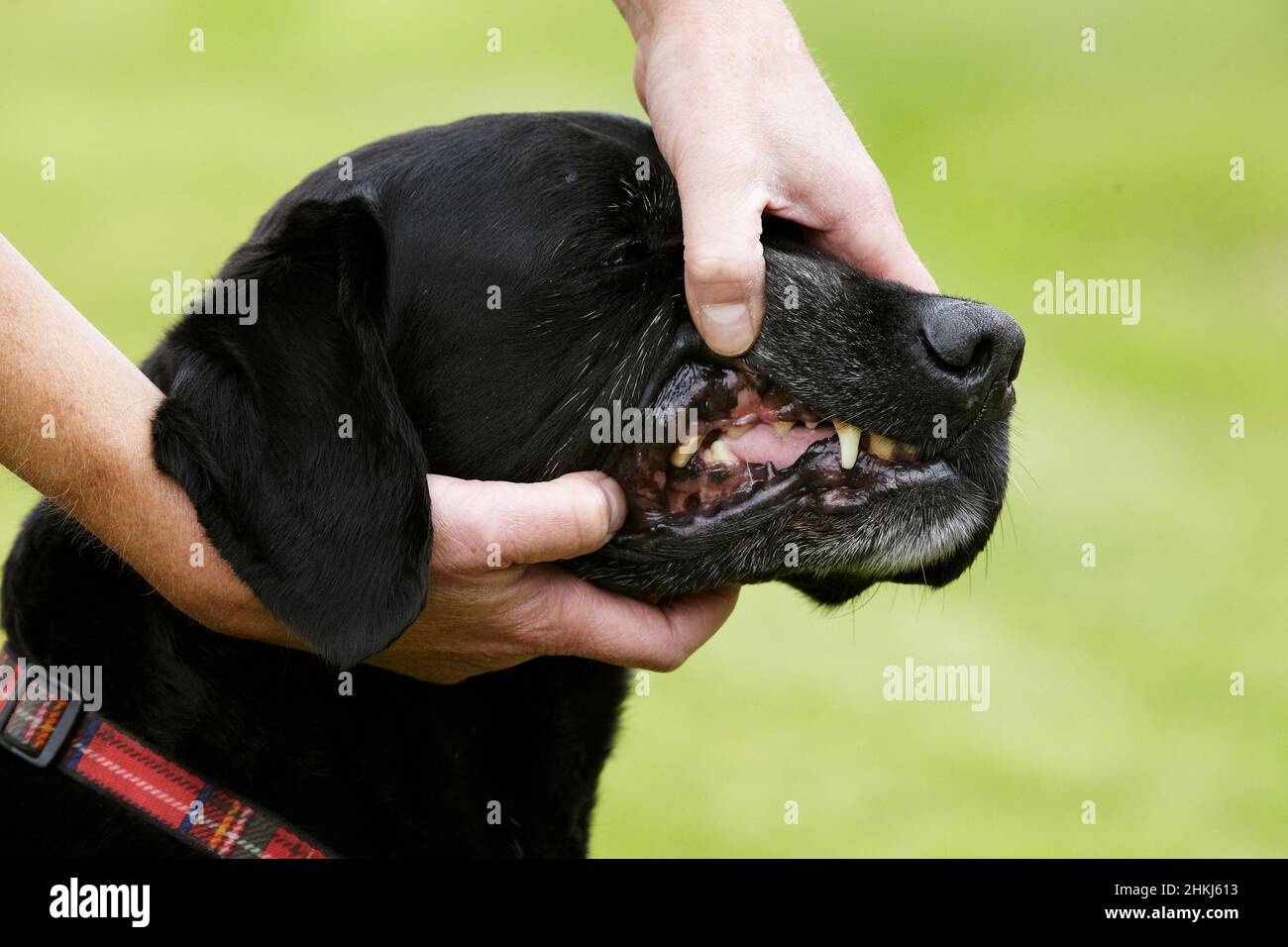Owner checking labrador's teeth and mouth Stock Photo - Alamy