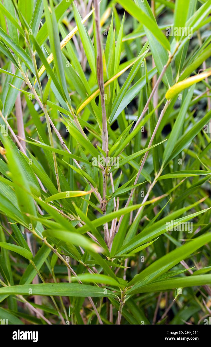 Leafy bamboo clump (Pleioblastus hindsii Stock Photo - Alamy