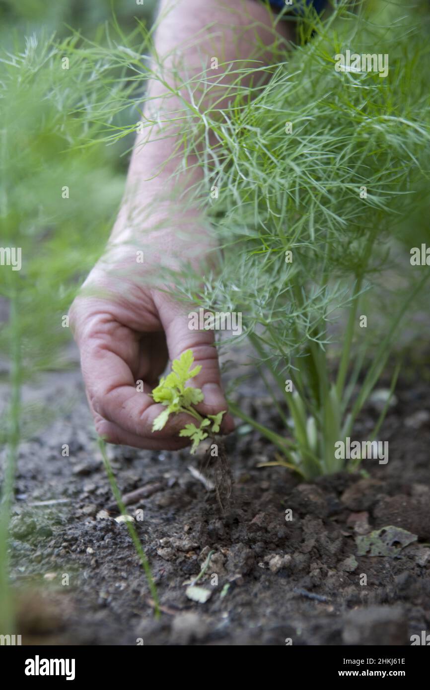 Hand weeding Foeniculum vulgare 'Victoria' hand weeding Stock Photo - Alamy