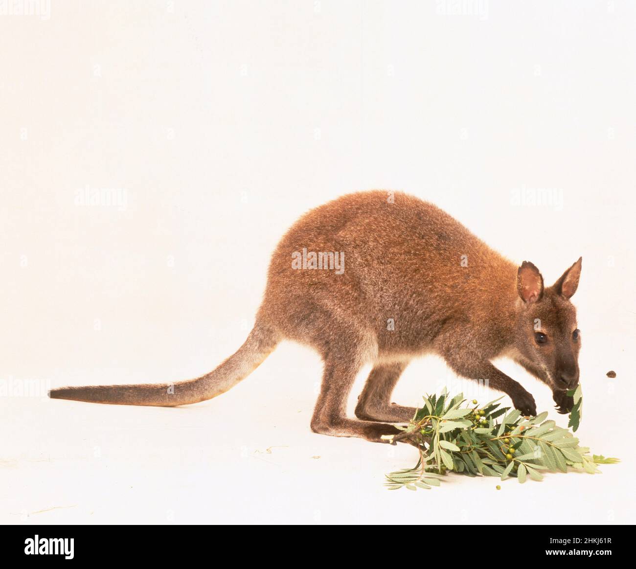 Red-necked wallaby with leaf in mouth Stock Photo - Alamy