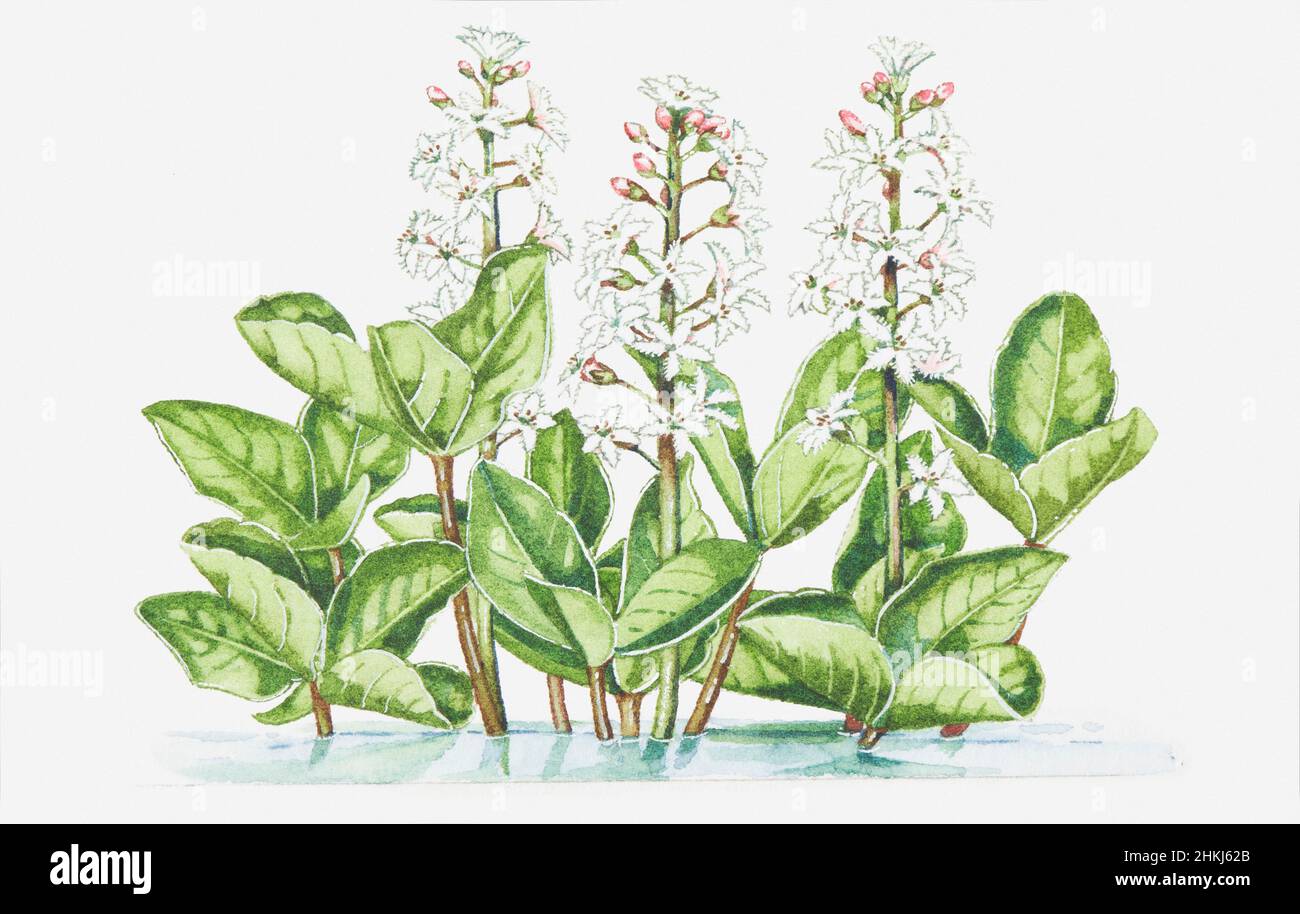 Bogbean (Menyanthes trifoliata), illustration Stock Photo - Alamy