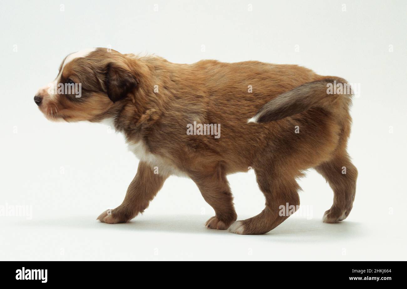 Four weeks old puppy Stock Photo - Alamy