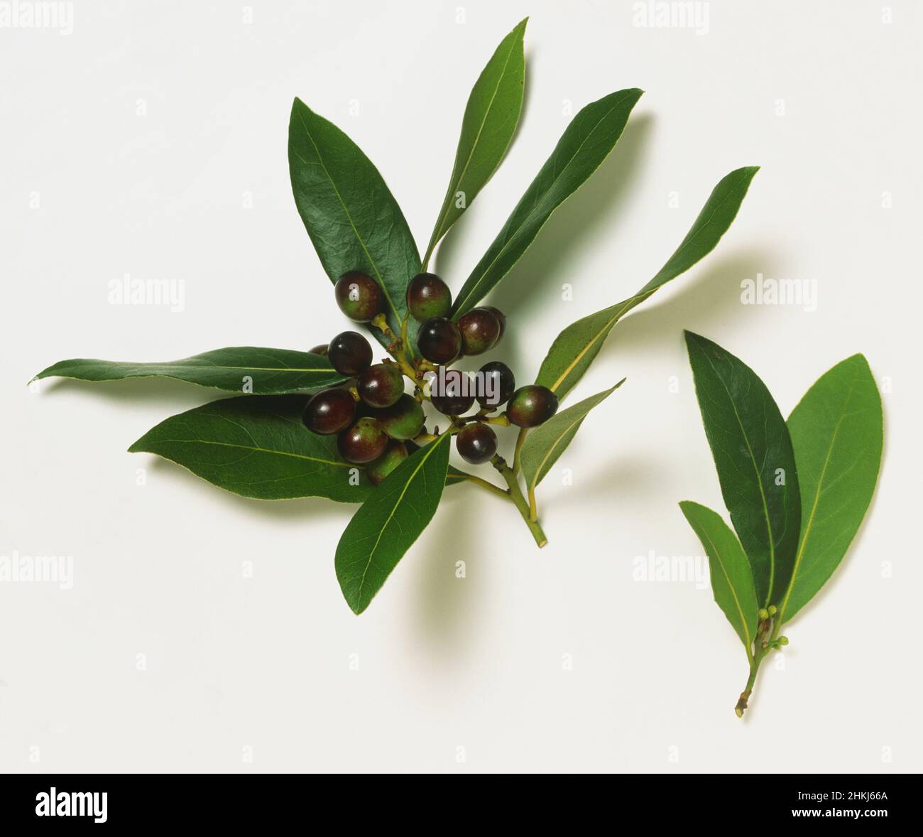 Bay Laurel tree (Laurus nobilis) leaves and fruit Stock Photo - Alamy
