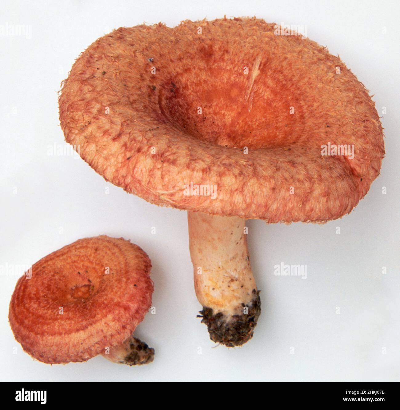 Woolly milk cap mushroom (Lactarius torminosus Stock Photo - Alamy