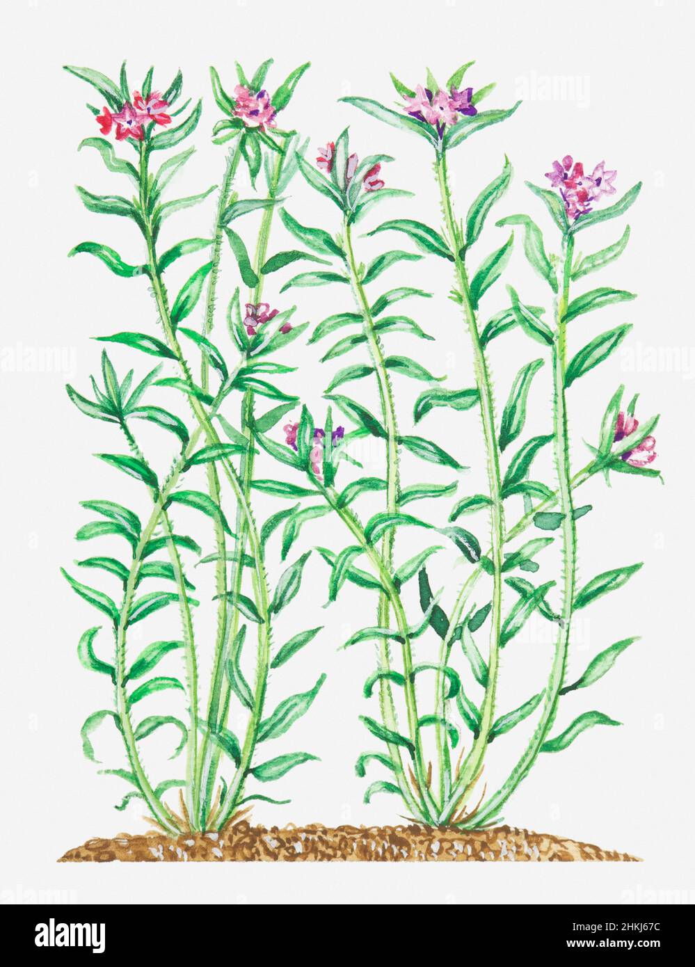 Purple gromwell (Lithospermum purporocaeruleum Stock Photo - Alamy