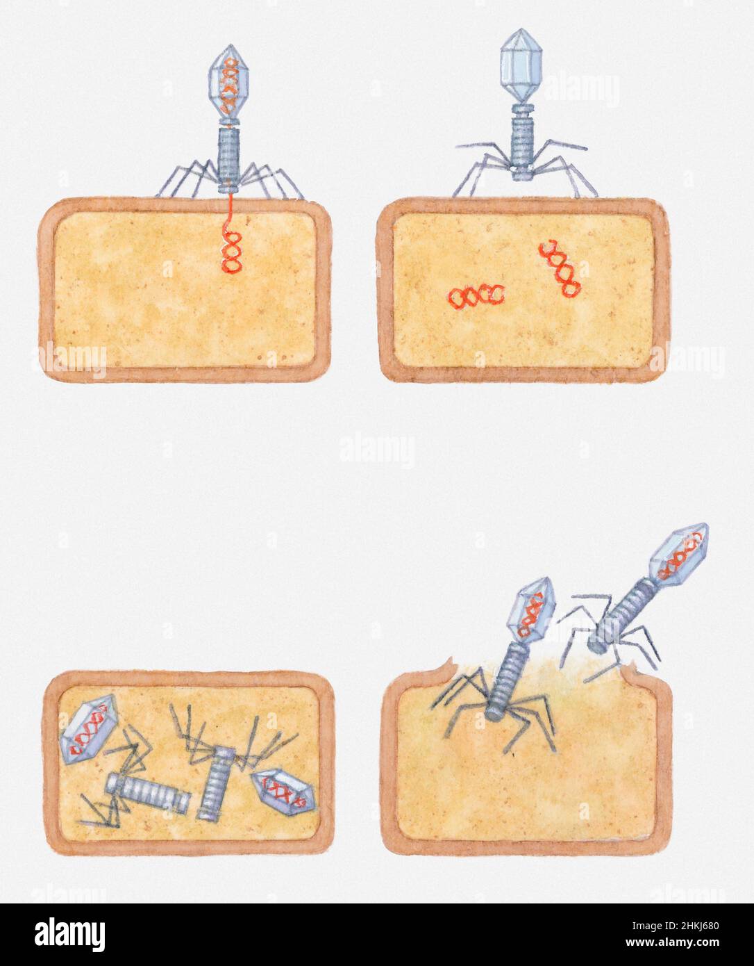 Bacteriophage replication, illustration Stock Photo - Alamy