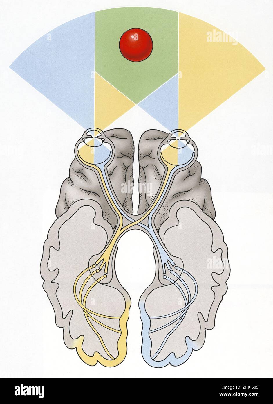 Brain's visual pathways, illustration Stock Photo - Alamy