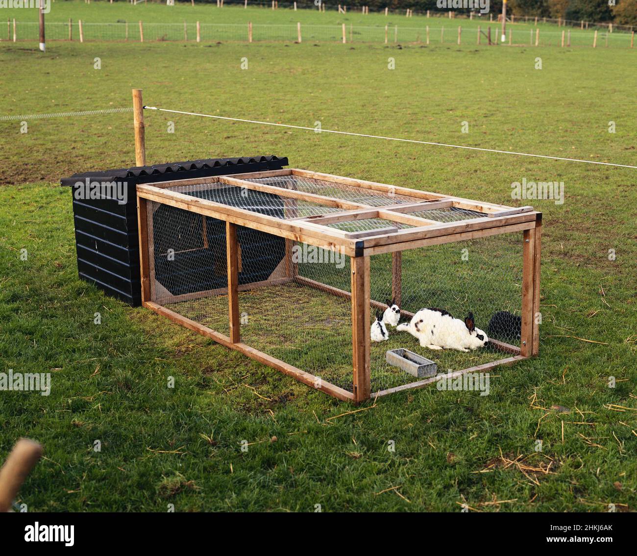 Rabbit with two young in wire run with hutch on home farm Stock Photo ...