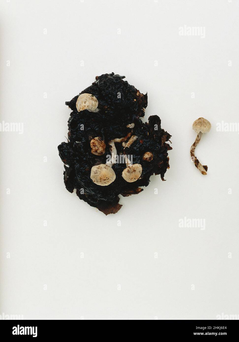 Pick a back toadstool Stock Photo - Alamy