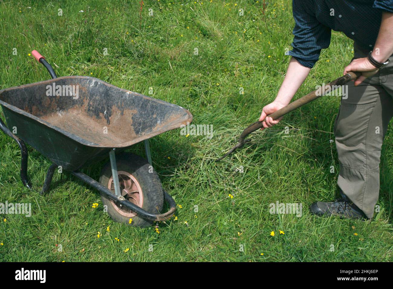 Man raking up cut grass and transferring it to wheelbarrow Stock Photo ...