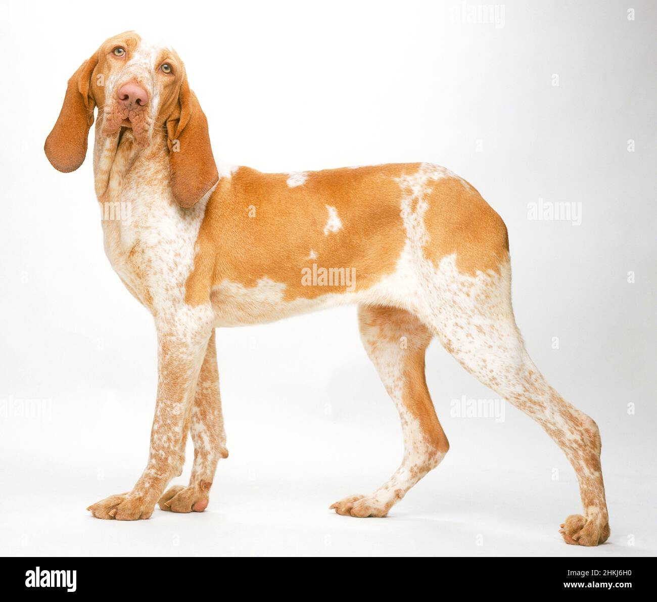Bracco Italiano dog Stock Photo - Alamy
